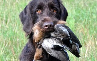 Jagdhunde Willkommen - Ausbildung von Jagdhunden und Familienhunden