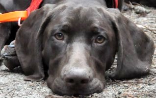 Jagdhunde Willkommen - Ausbildung von Jagdhunden und Familienhunden